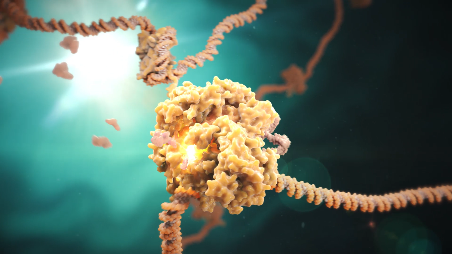 Protein Synthesis - The formation of mRNA