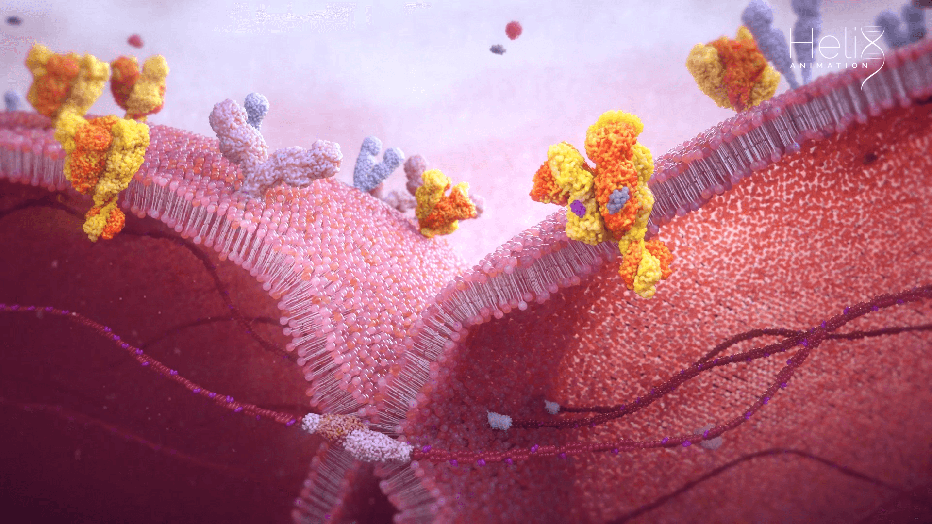 The unique MOA of Glunozumab