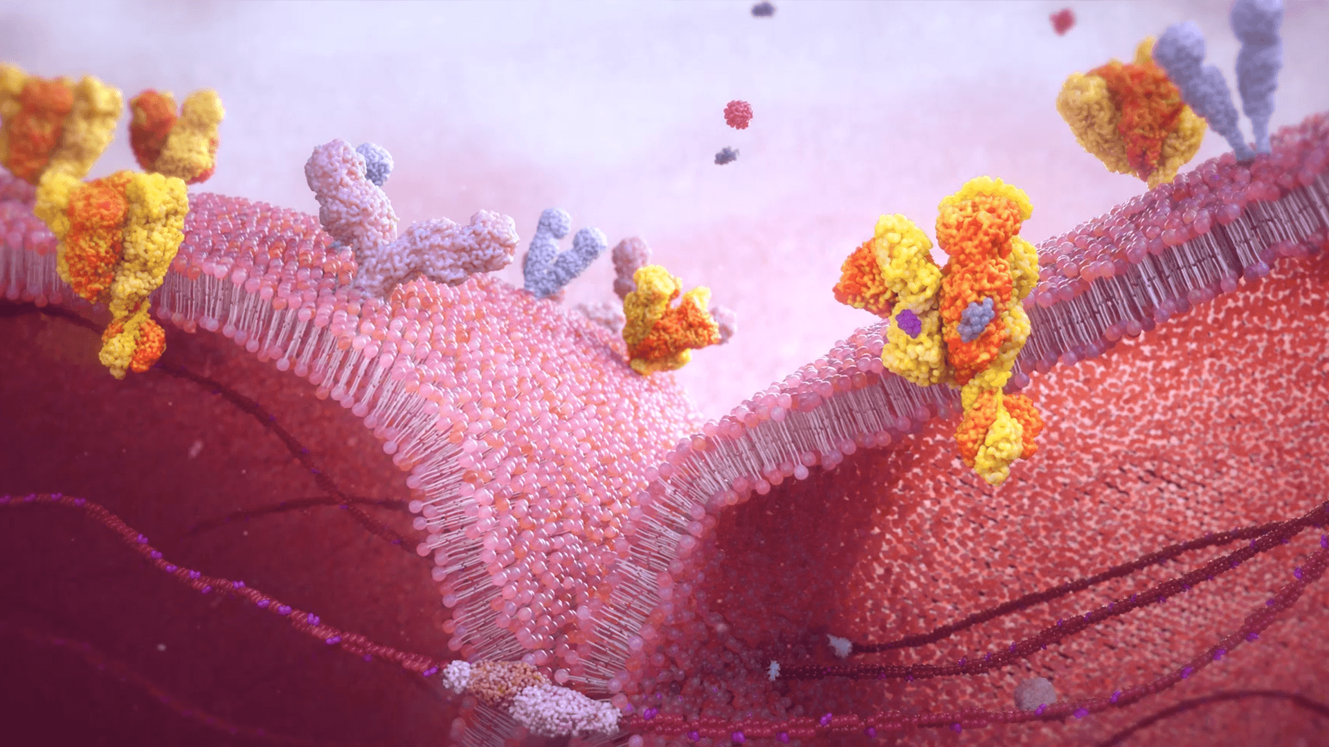 The unique MOA of Glunozumab